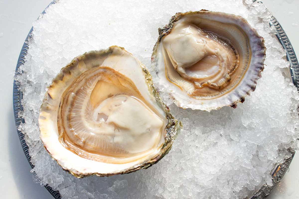 Oysterology Online | Pangea Shellfish Company